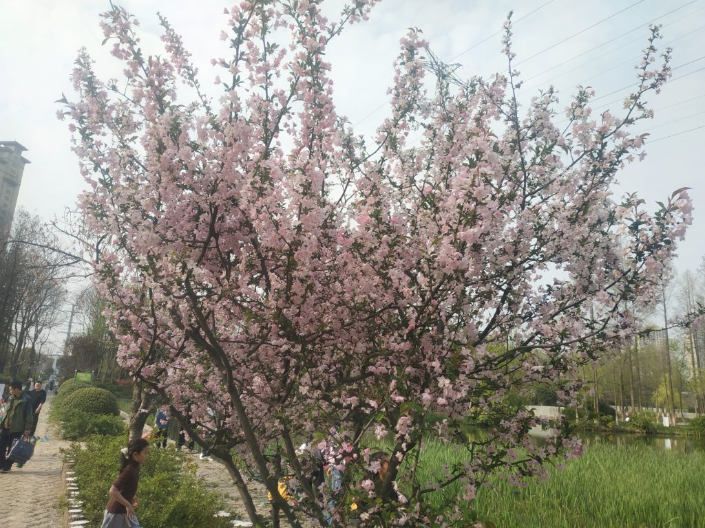 Pinpe的云端 – 第 2 页